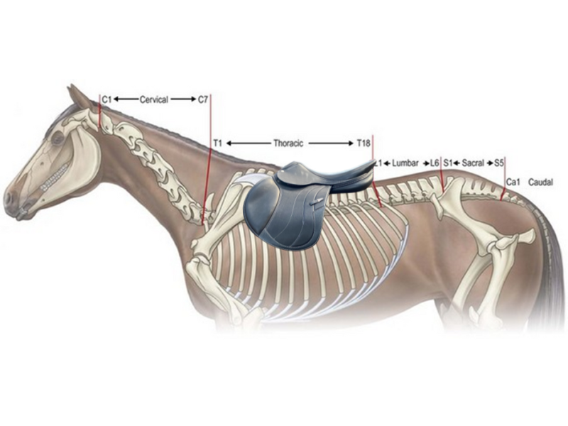 Recognising Saddle Fit Issues | The Saddle Bank