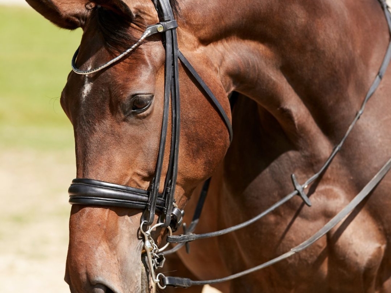 Finesse Cayenne Double Bridle | The Saddle Bank